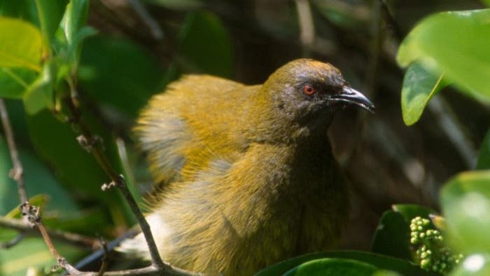 Neozoen: Inselvogel trotzt eingeschleppten Feinden - Spektrum der ...