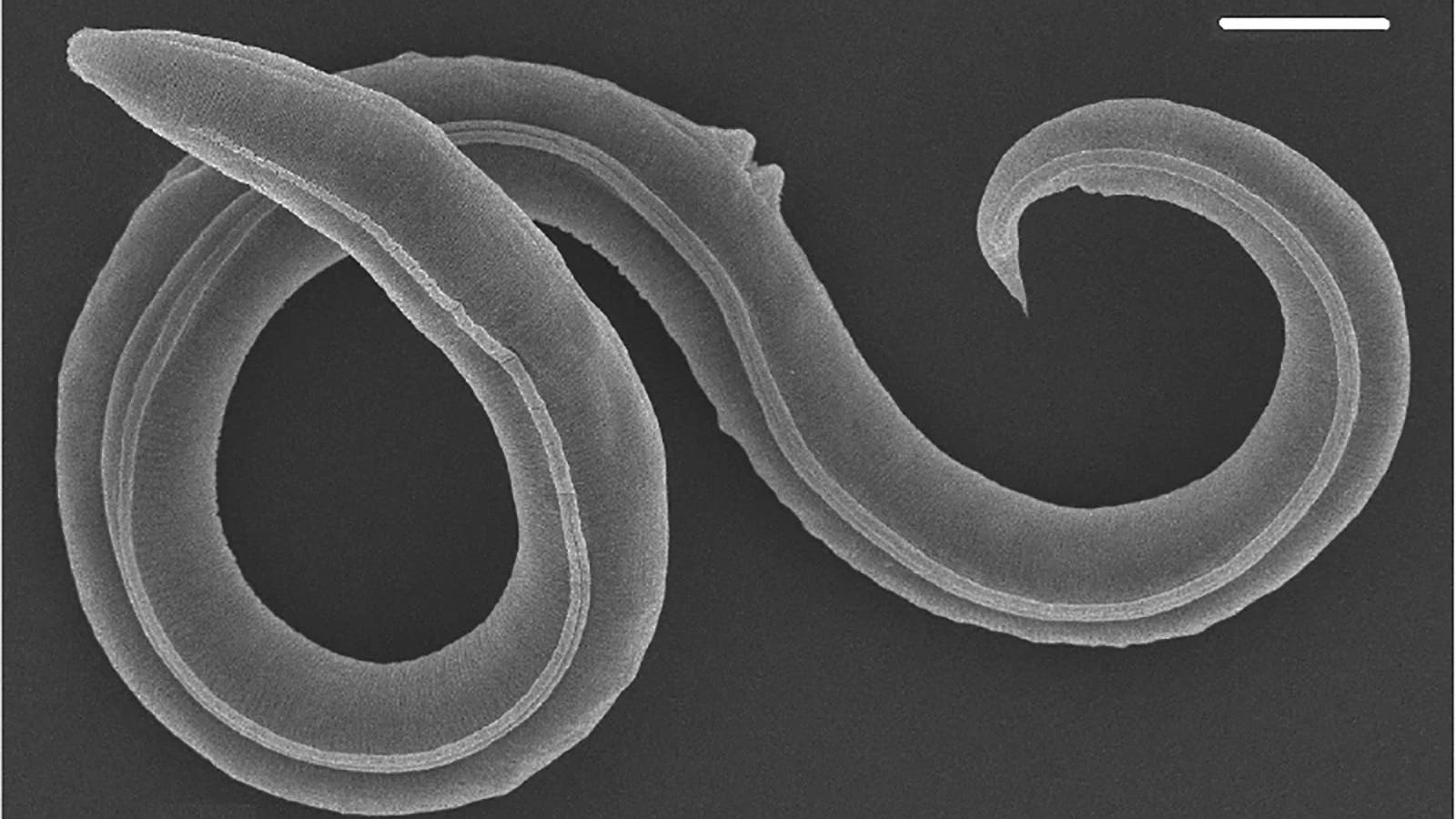 Nematoden: Fadenwürmer nach zehntausenden Jahren wiederbelebt ...