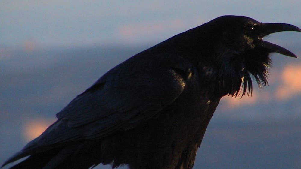 Empathie: Raben trösten und erbitten Trost - Spektrum der Wissenschaft