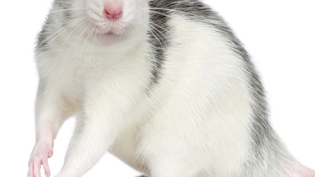 Verhalten: Das Lachen der Ratten - Spektrum der Wissenschaft