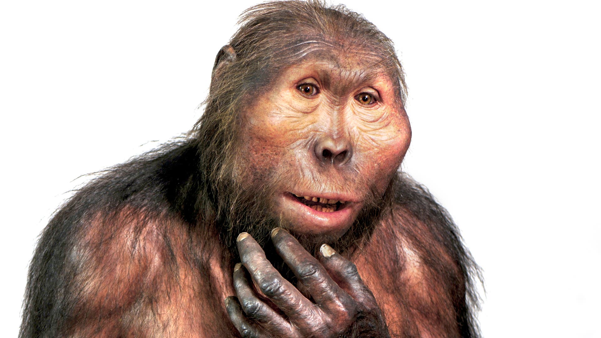 Paläoanthropologie: Unser exotischer Vetter Paranthropus - Spektrum der ...