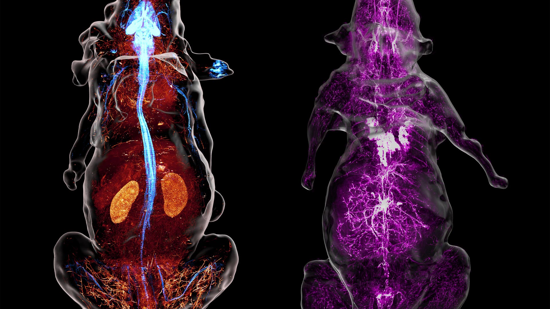 Japanese women nude opened the door to a short, very cute