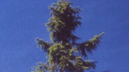 Botanik: Schwedische Fichte lebt seit 9550 Jahren - Spektrum der ...