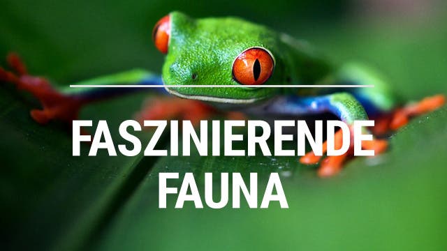 Publikationen zum Thema Tiere - Spektrum der Wissenschaft