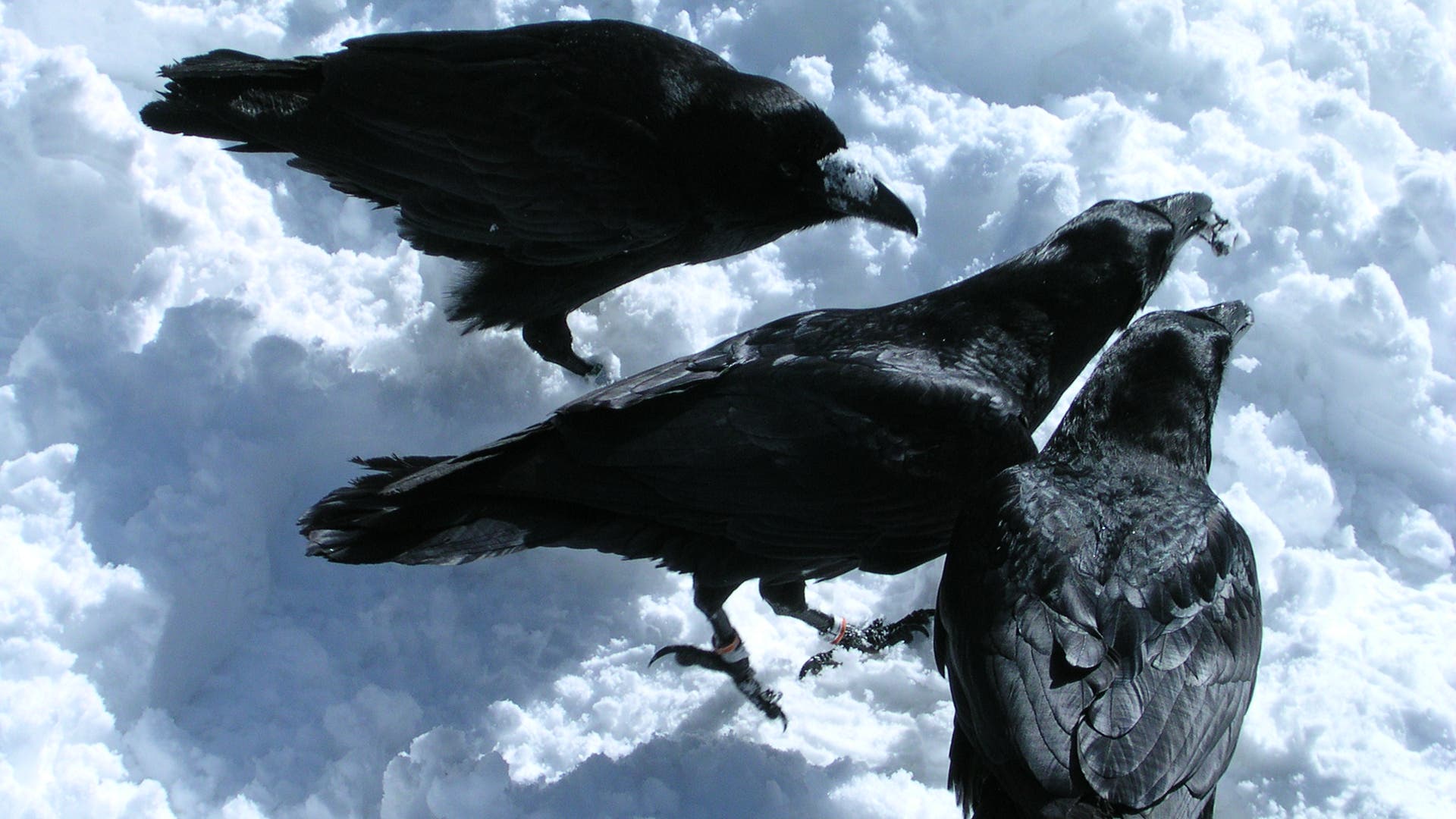 Kommunikation: Auch Raben gestikulieren - Spektrum der Wissenschaft