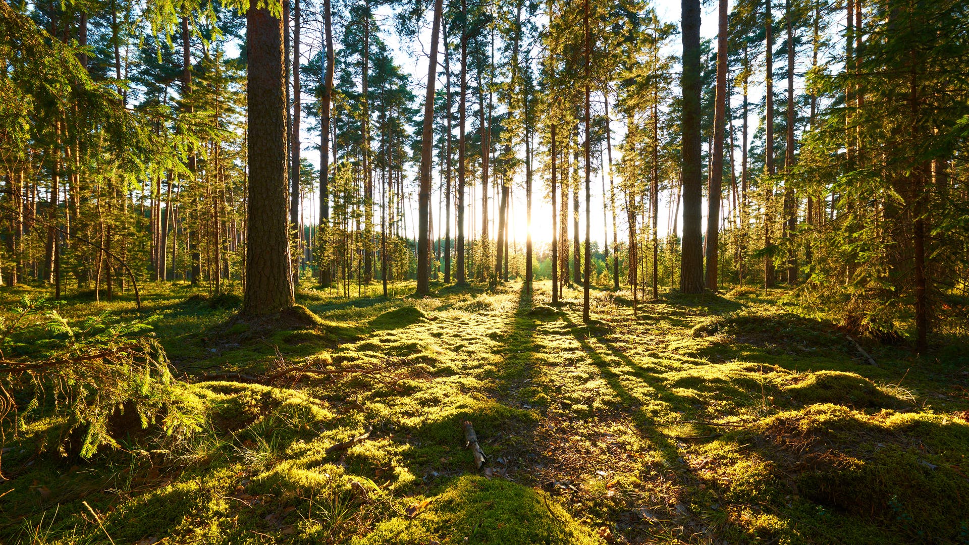 Kann der Wald uns retten? - Spektrum der Wissenschaft