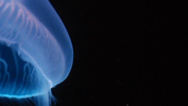 Das große Glibbern - Spektrum der Wissenschaft