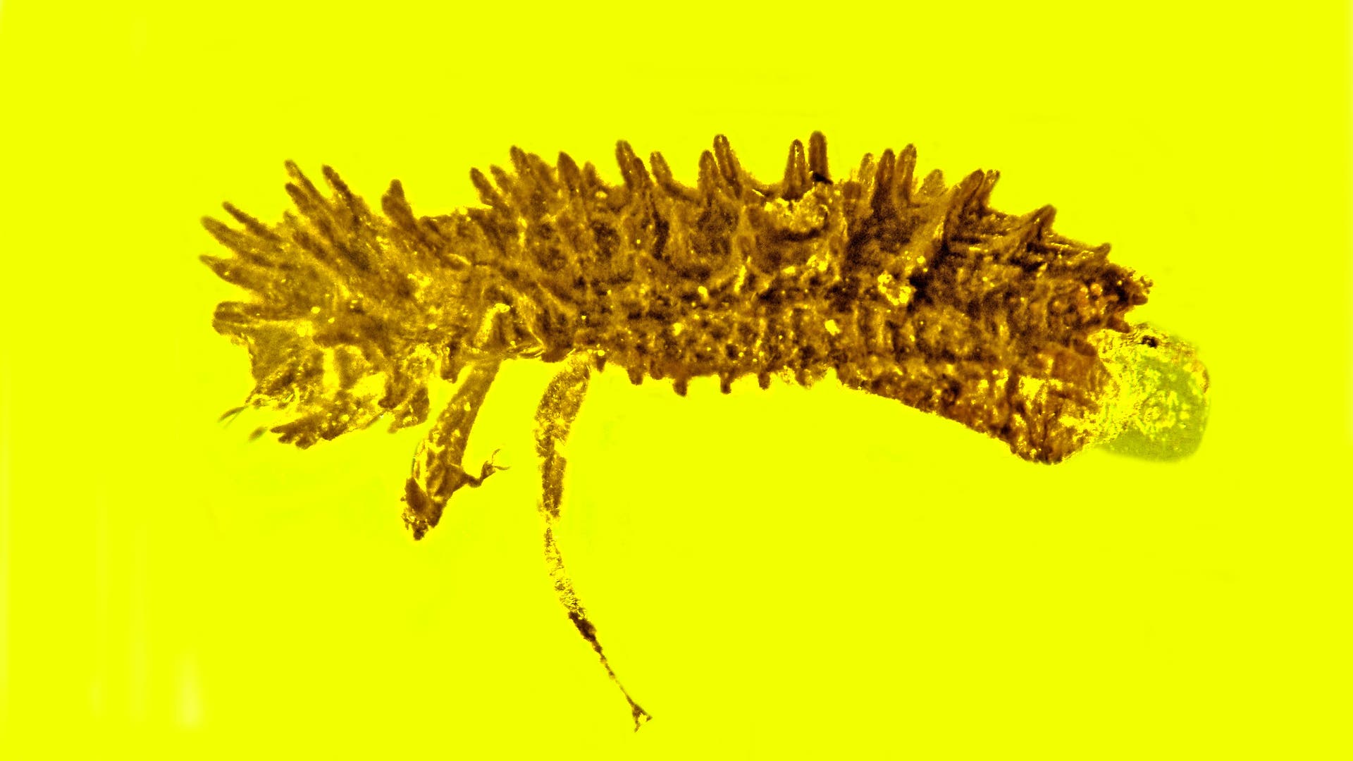 Bernstein-Fossil eines bizarren Dino-Zeitgenossen - Spektrum der ...