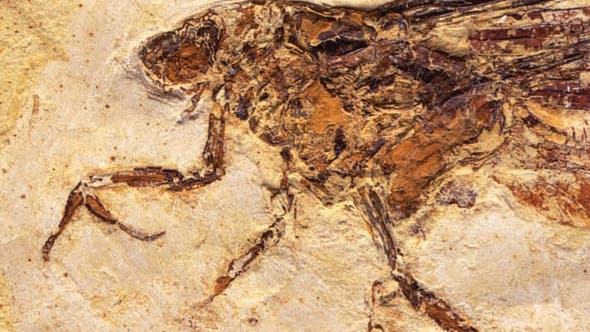 Willkommen im Klub - Spektrum der Wissenschaft