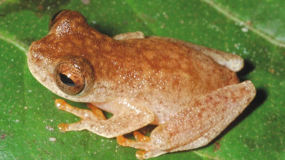 Artenvielfalt: Ozzy-Osbourne-Frosch zwitschert sich in die Taxonomie ...