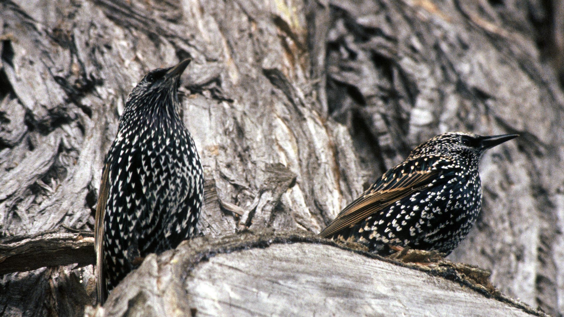 Neozoen: Eroberung mit Köpfchen - Spektrum der Wissenschaft