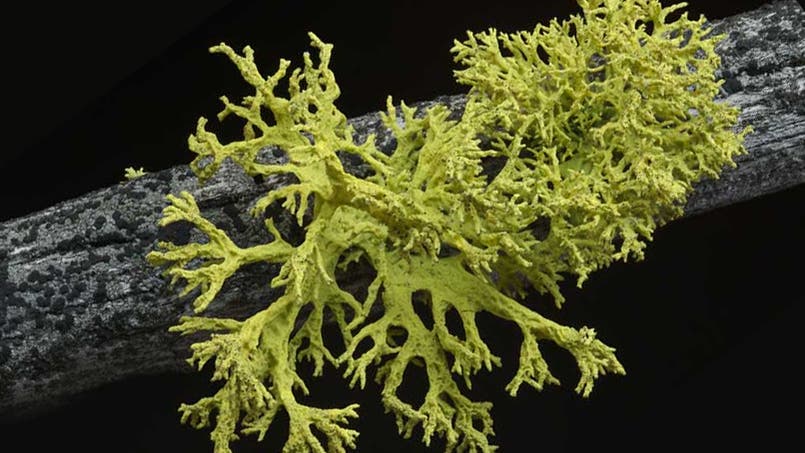 Symbiose: Viele Flechten bestehen nicht aus zwei, sondern drei ...