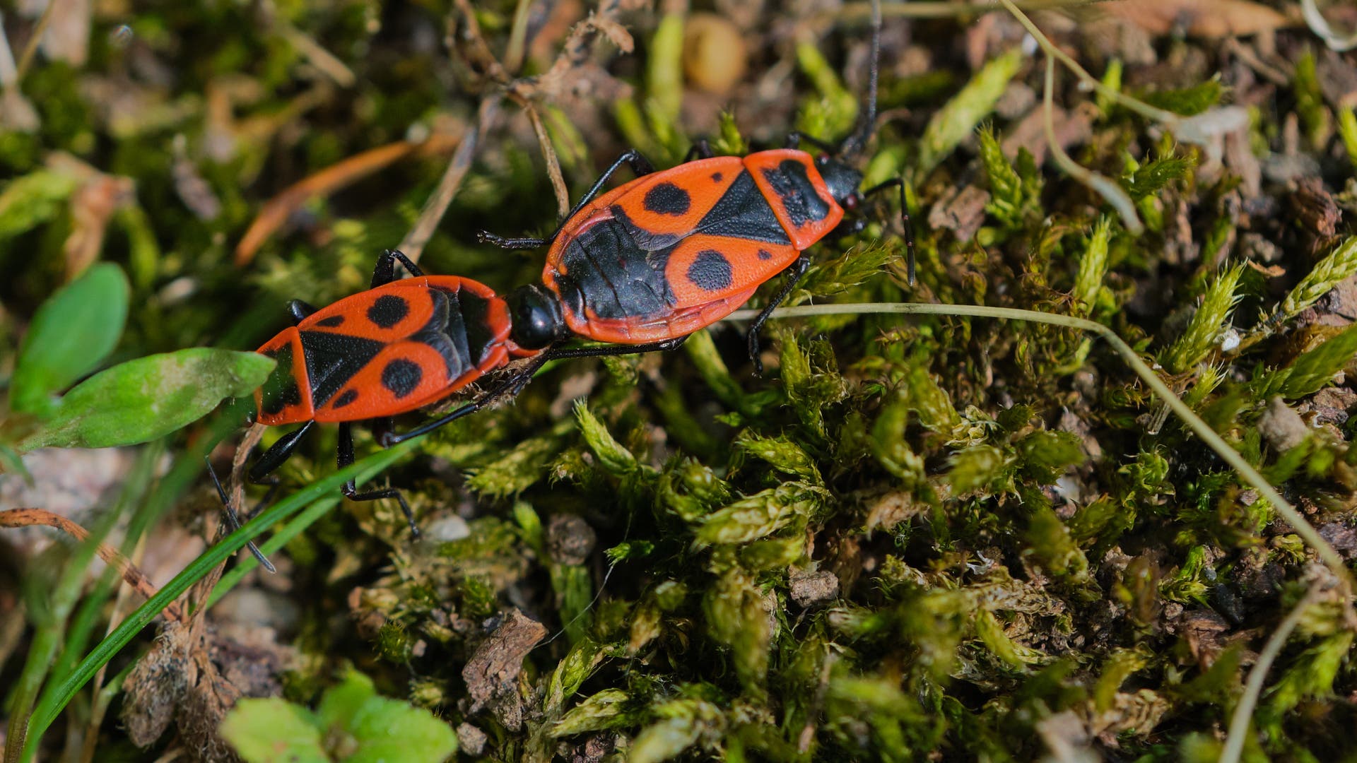 Insektensterben findet auch im Wald statt - Spektrum der Wissenschaft