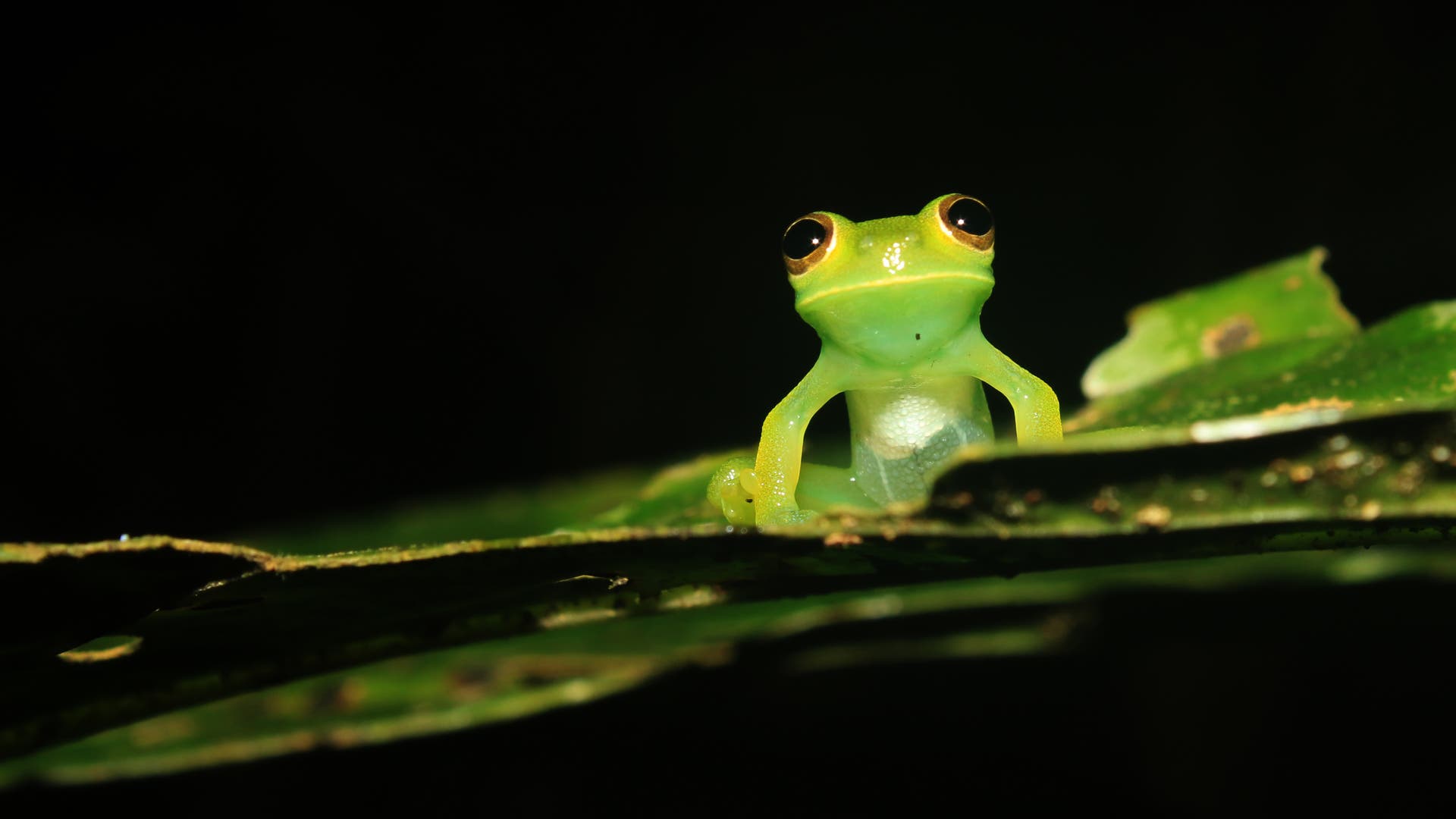 Tipping Point: Wann erreicht der Amazonas seinen Kipppunkt? - Spektrum ...
