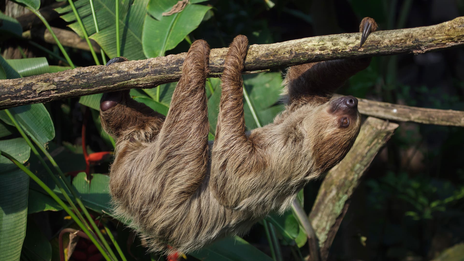 Ecuador: Faultier und Ozelot kämpfen vor laufender Kamera - Spektrum ...