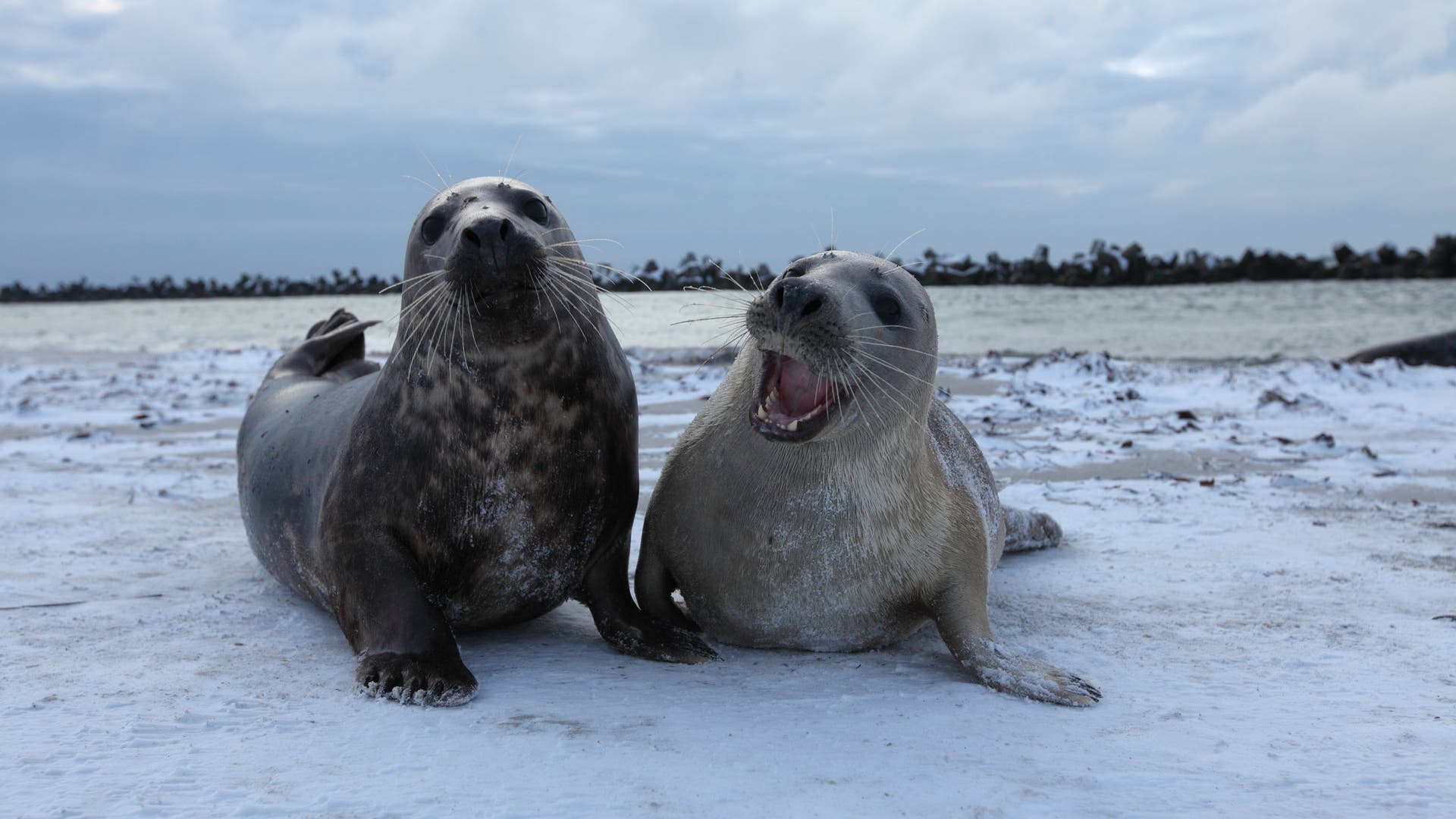 Unterschätzte Tiere: Robben röhren »Morgen kommt der Weihnachtsmann ...