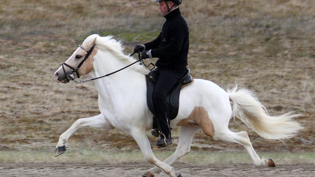Gen für die Gangarten der Pferde - Spektrum der Wissenschaft