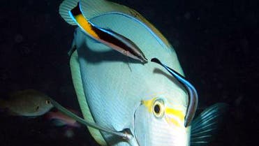 Verhalten: Putzerfische bestrafen unkooperative Weibchen - Spektrum der ...