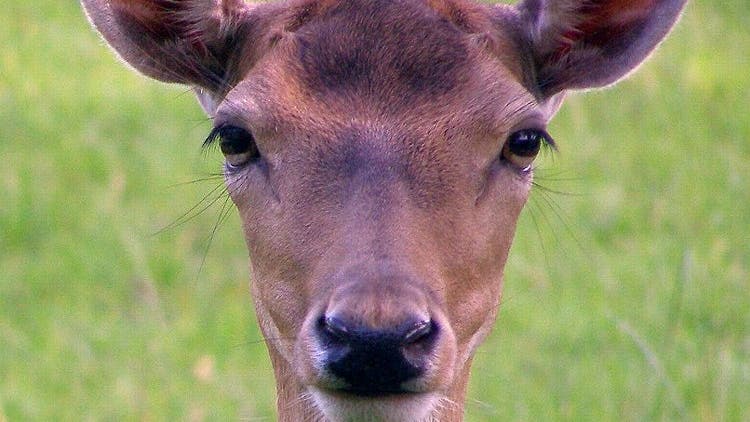 Ökosysteme: Rehe fördern Artenreichtum - Spektrum der Wissenschaft