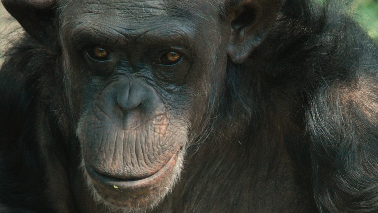 Evolution: Schimpansen gebären wie Menschen - Spektrum der Wissenschaft