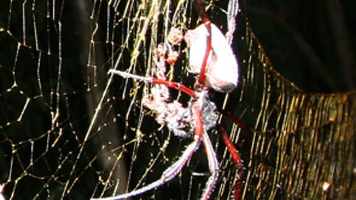 Biologie: Größte Radnetzspinne entdeckt - Spektrum der Wissenschaft