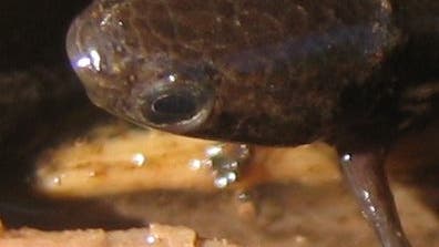 Sonderling - Spektrum der Wissenschaft