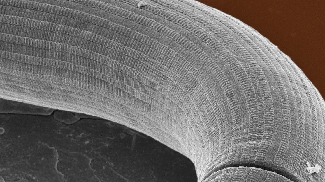 Großer Name für einen kleinen Wurm - Spektrum der Wissenschaft