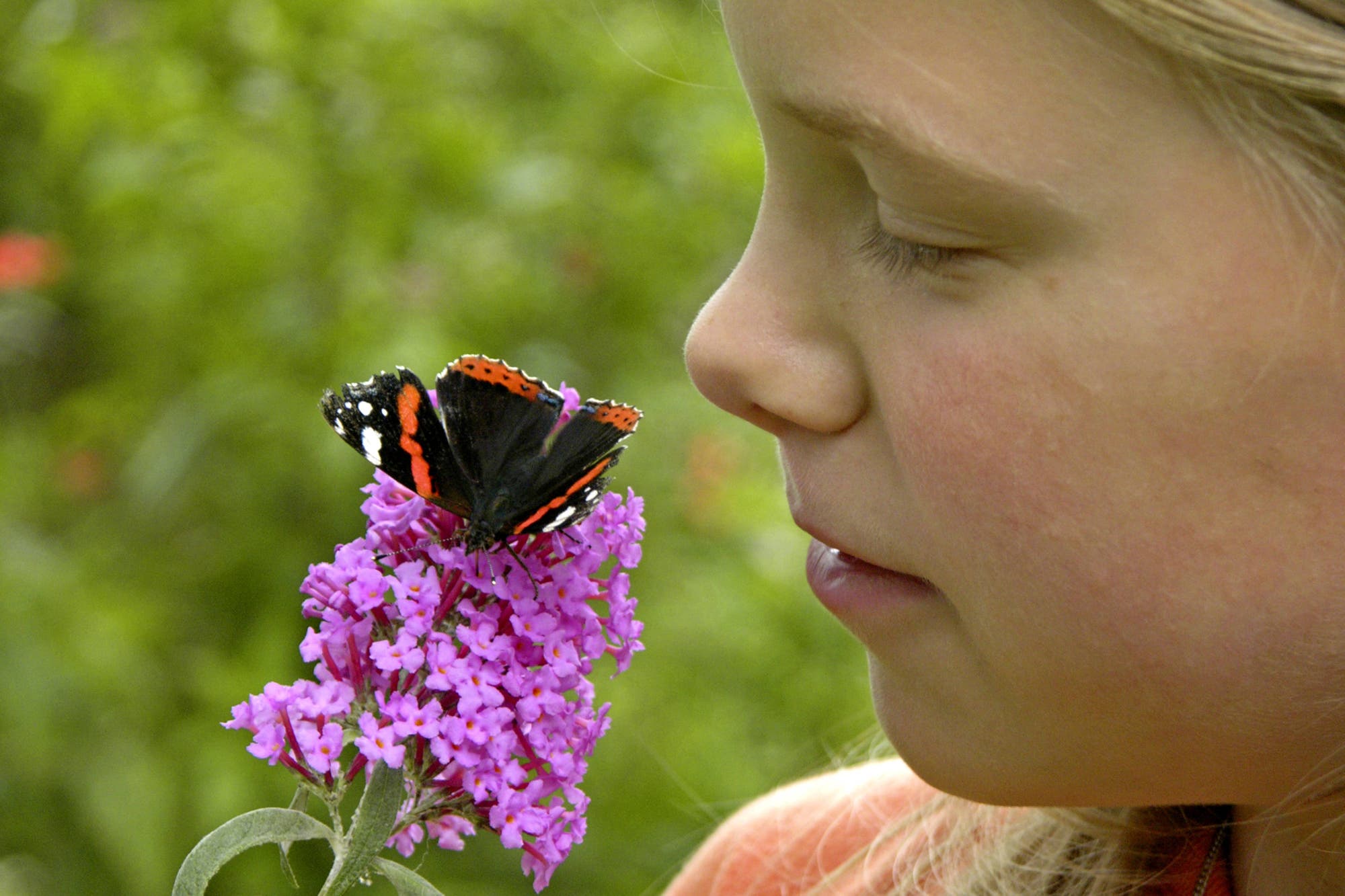 Star-Bugs - Stierkäfer: Heimlicher Held mit Hörnern - Spektrum der ...
