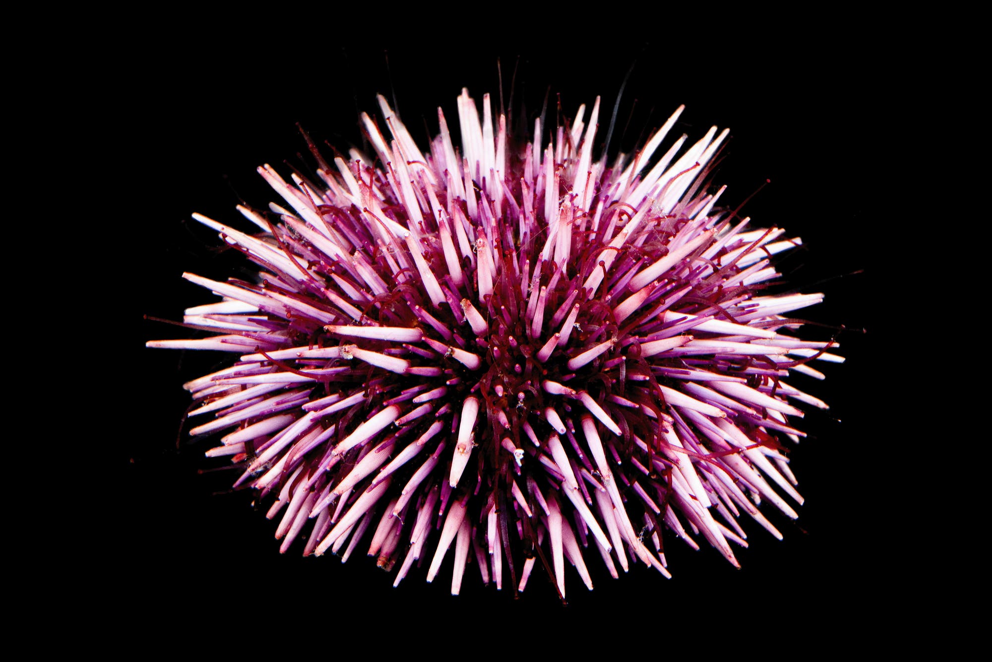 Sinnesorgane: Seeigel sehen mit den Füßen - Spektrum der Wissenschaft