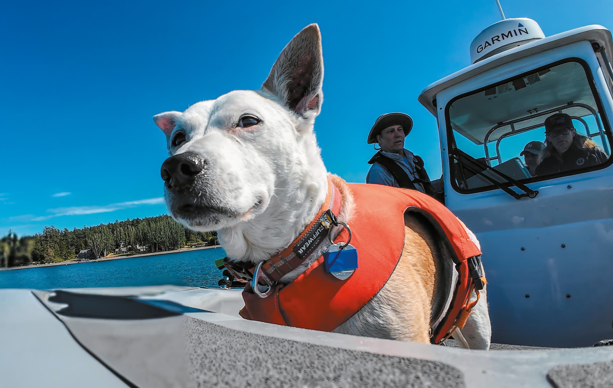 Orcas: Rettet die Southern Residents - Spektrum der Wissenschaft