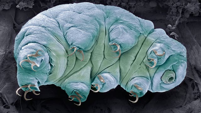 Otolithen - Lexikon der Biologie