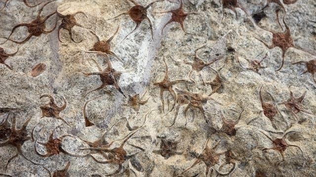 Perizykel - Lexikon der Biologie