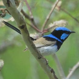 Ornithologie: Diktat der Mode - Spektrum der Wissenschaft