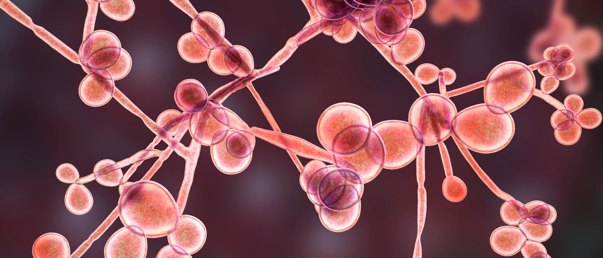 Mykosen: Verkannte Gesundheitsgefahr - Spektrum der Wissenschaft