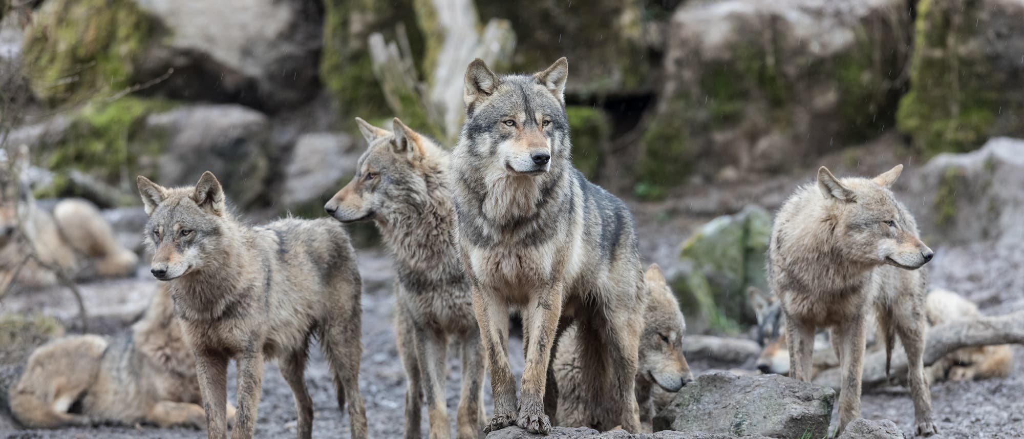 Neue amtliche Zählung: 128 Wolfsrudel in Deutschland - Spektrum der ...