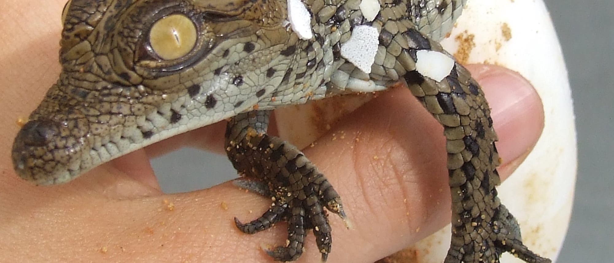 Zoologie: Baby-Krokodile überleben besser durch Rufe aus dem Ei ...