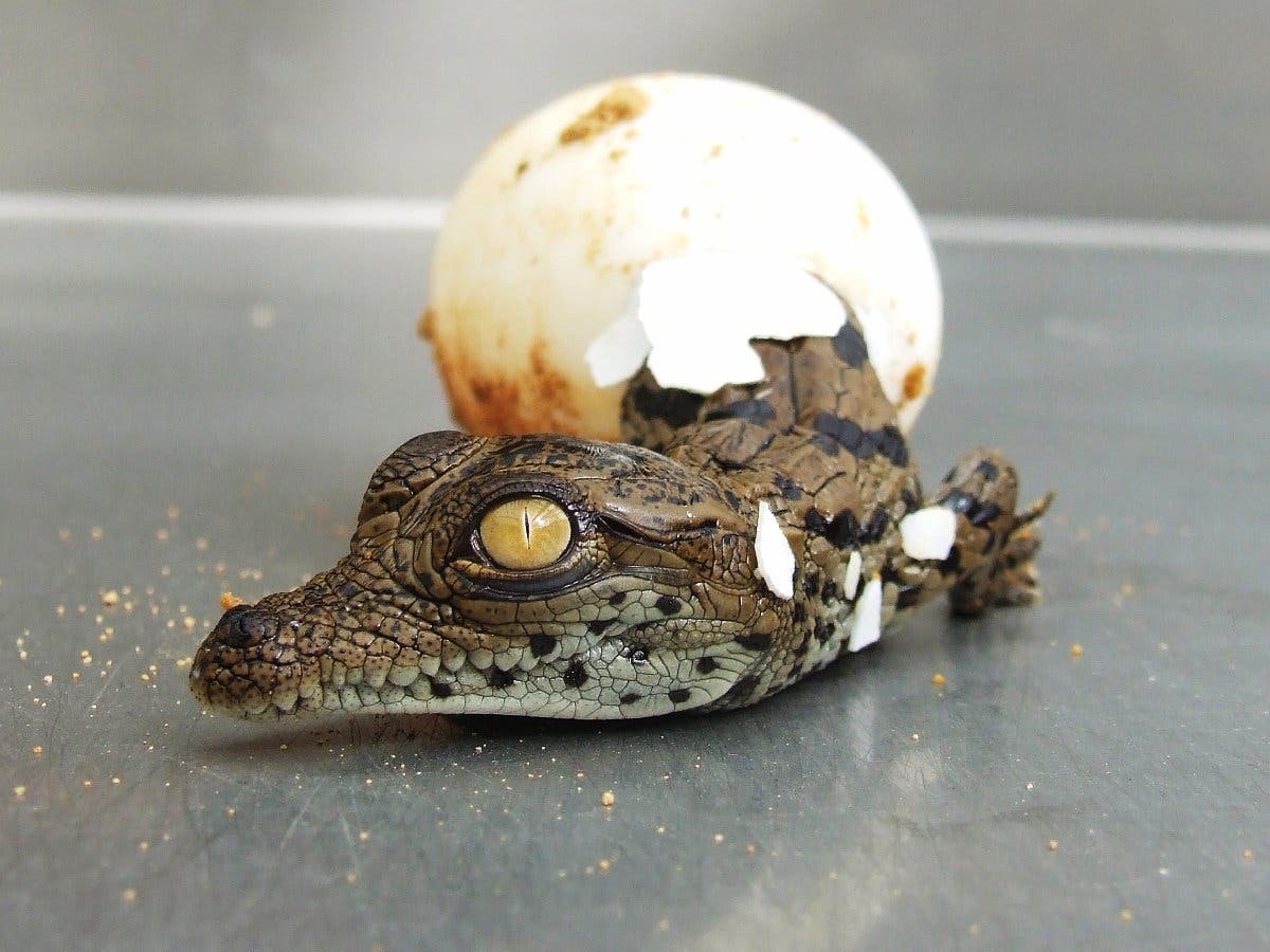 Zoologie: Baby-Krokodile überleben besser durch Rufe aus dem Ei ...