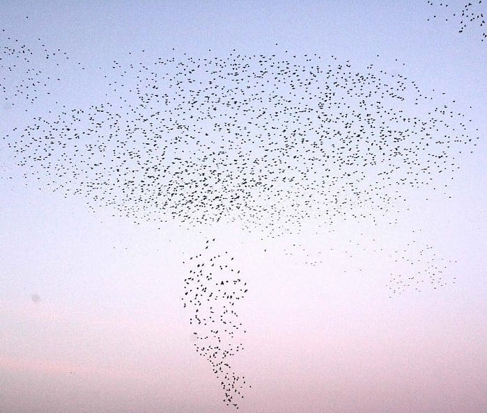 Ornithologie: Der Schwarm - Spektrum der Wissenschaft