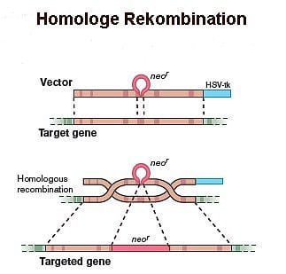 Nobelpreise 2007: Kooperativer Genausfall-Einfall - Spektrum der ...