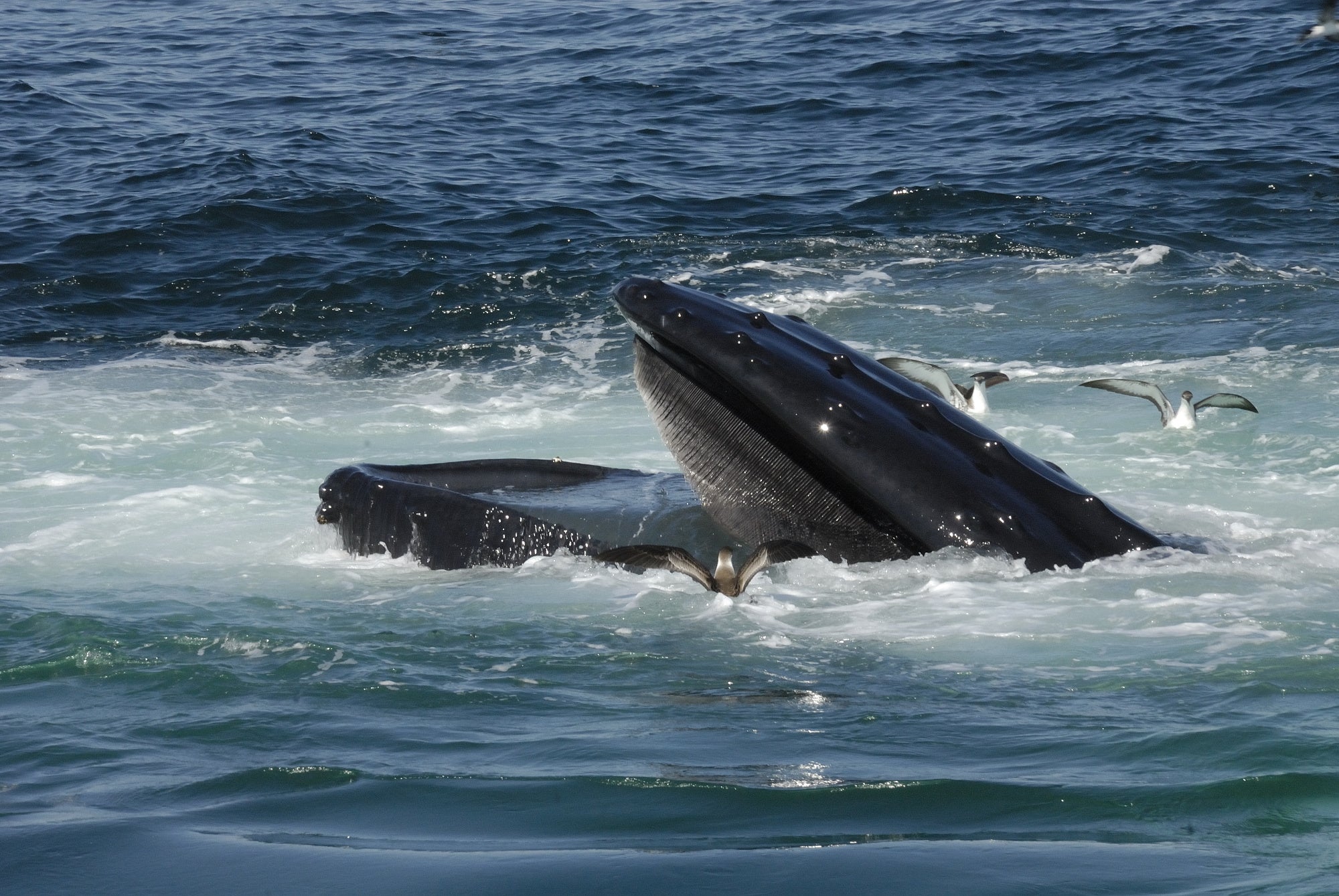 Meeresforschung: Mehr Wale, mehr Fische - Spektrum der Wissenschaft