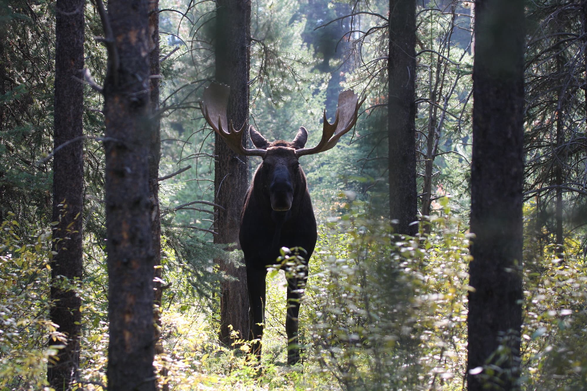 Elche in Deutschland: Ein Hüne auf dem Vormarsch - Spektrum der ...