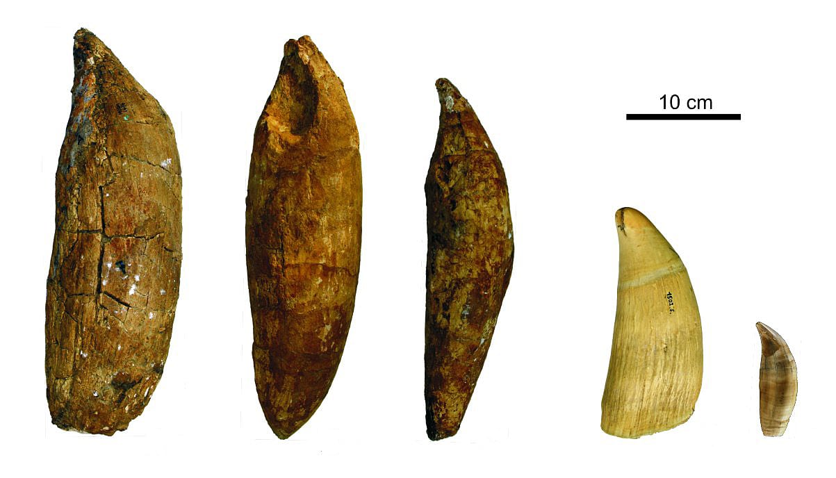 Paläontologie: Fossiler Pottwal mit Monstergebiss - Spektrum der ...