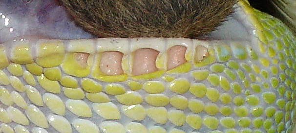 Rezeptoren: Neues über den sechsten Sinn der Schlangen - Spektrum der ...