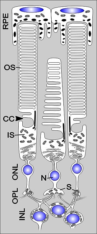 Augenheilkunde: Mit Lasern der Netzhaut beim Wachsen zuschauen ...