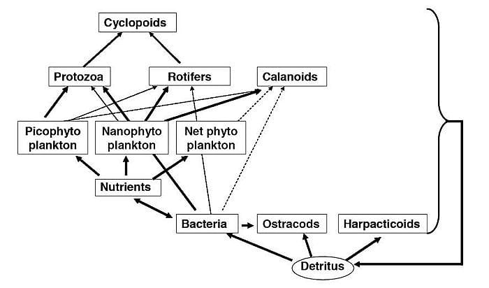 Theoretische Ökologie: Experimenteller Beweis für Chaos in einem ...